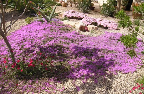 משתלת קרקש - רב שנתיים