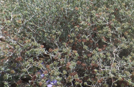 משתלת קרקש - רב שנתיים