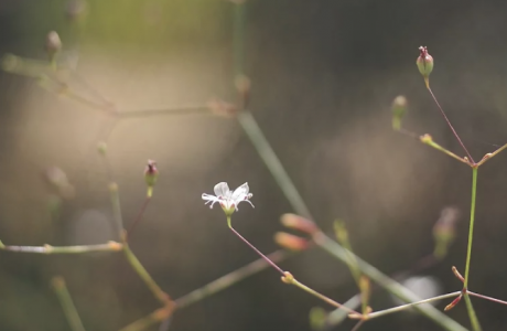 משתלת קרקש - רב שנתיים