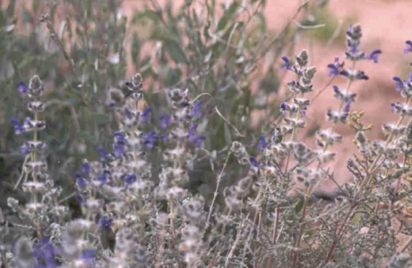 משתלת קרקש - רב שנתיים