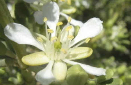 משתלת קרקש - רב שנתיים