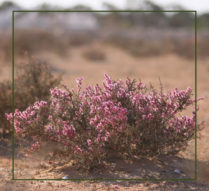 משתלת קרקש - רב שנתיים